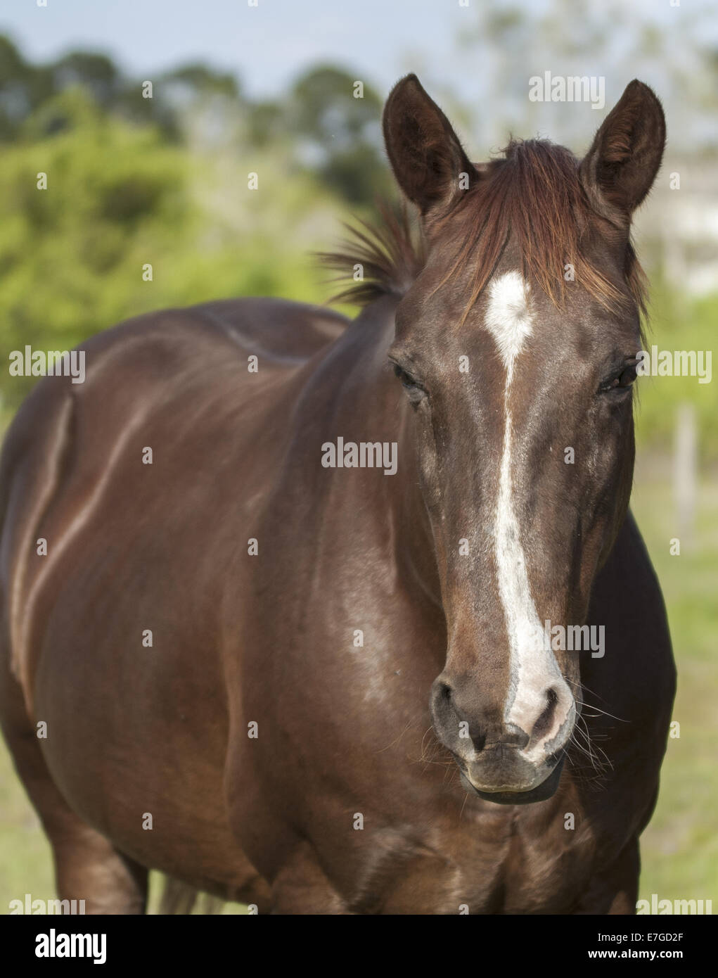 Dark Chestnut Horse With Blaze