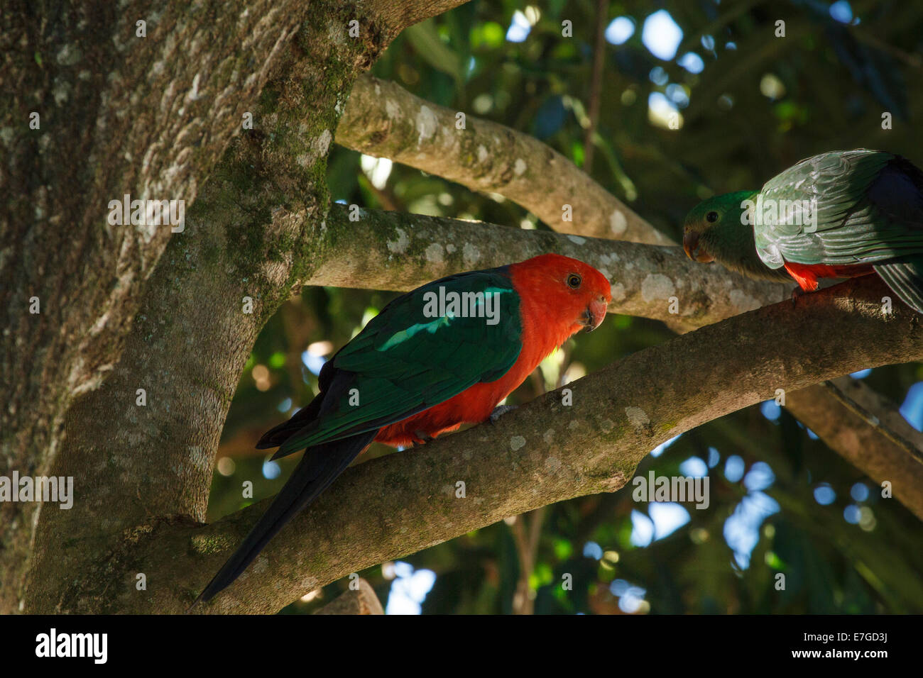 King parrots hi-res stock photography and images - Alamy