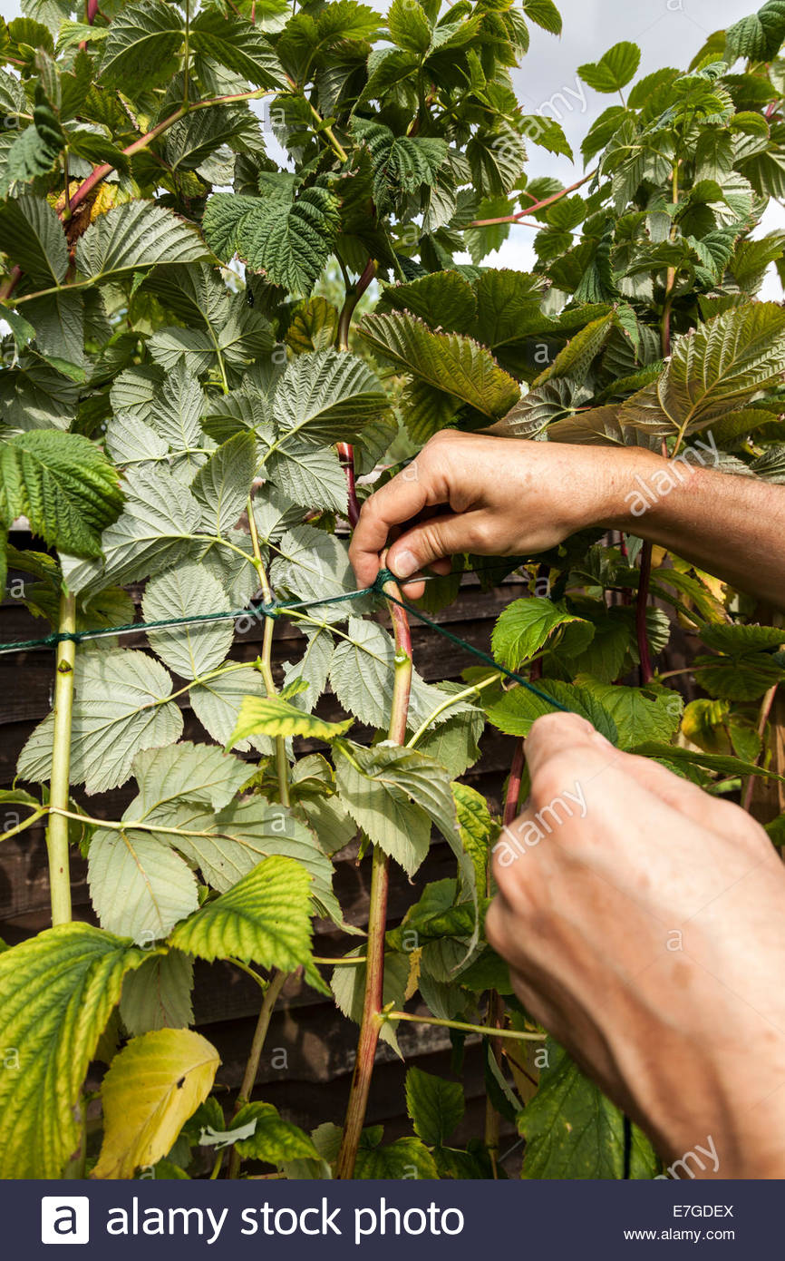 Raspberry Bushes High Resolution Stock Photography and Images - Alamy