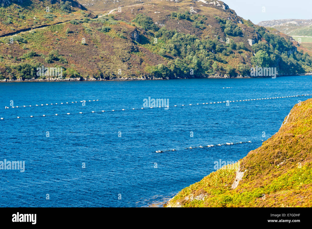 LINES OF FLOATING BARRELS SUPPORTING ROPES OF MUSSELS GROWING IN LOCH ...