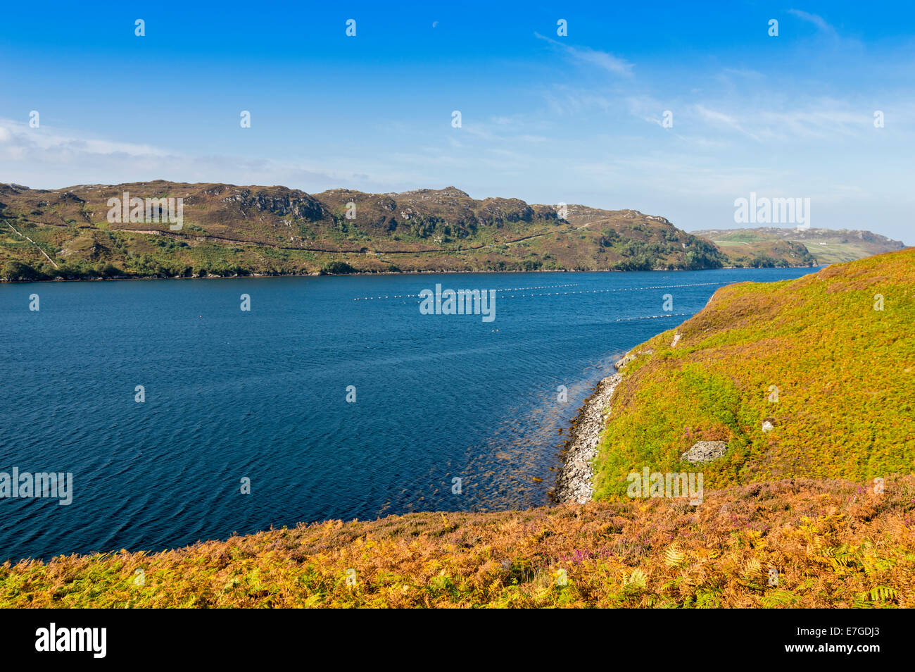 MUSSELS GROWING ON ROPES IN LOCH INCHARD KINLOCHBERVIE SUTHERLAND ...