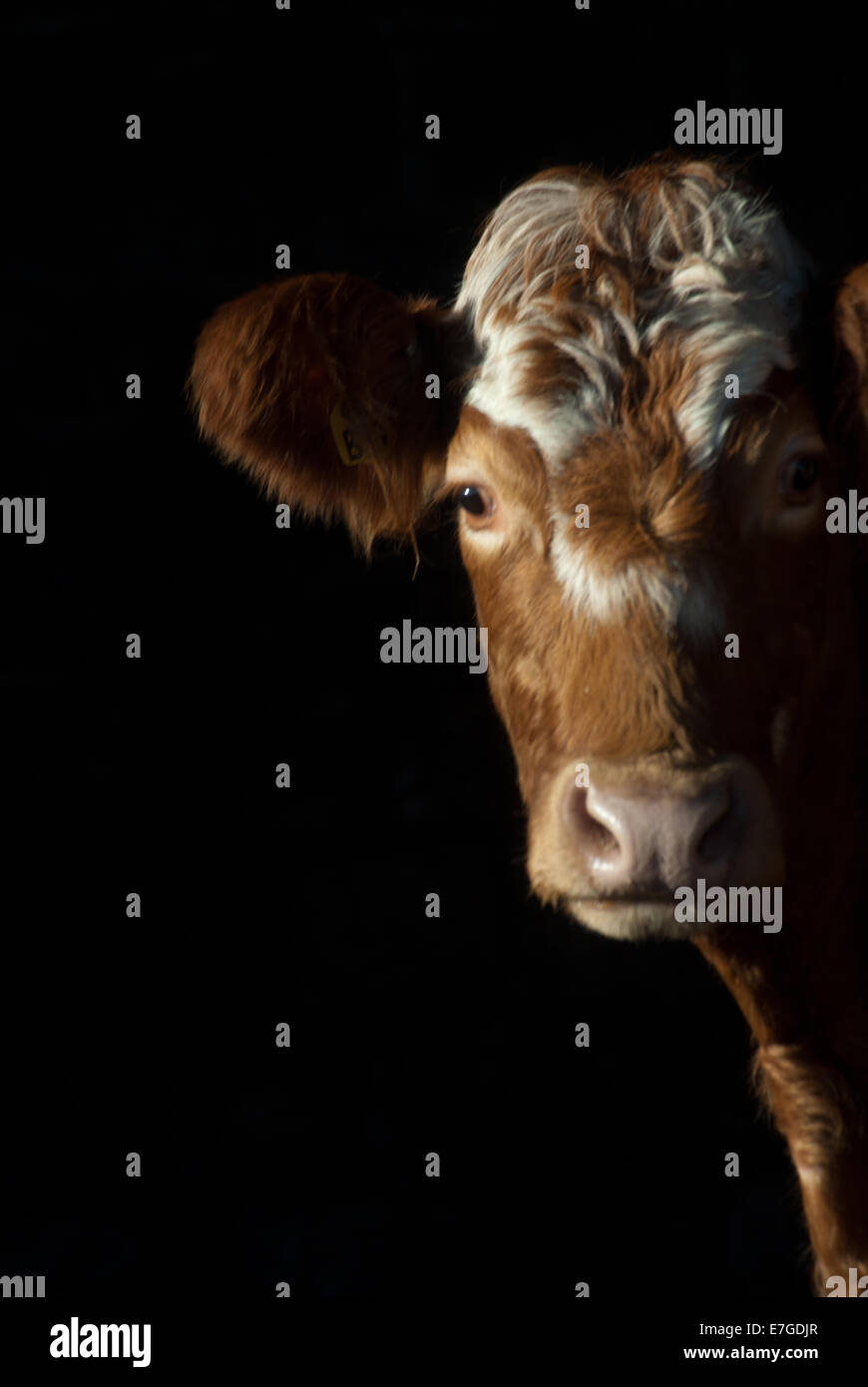 Single cow farm hi-res stock photography and images - Alamy