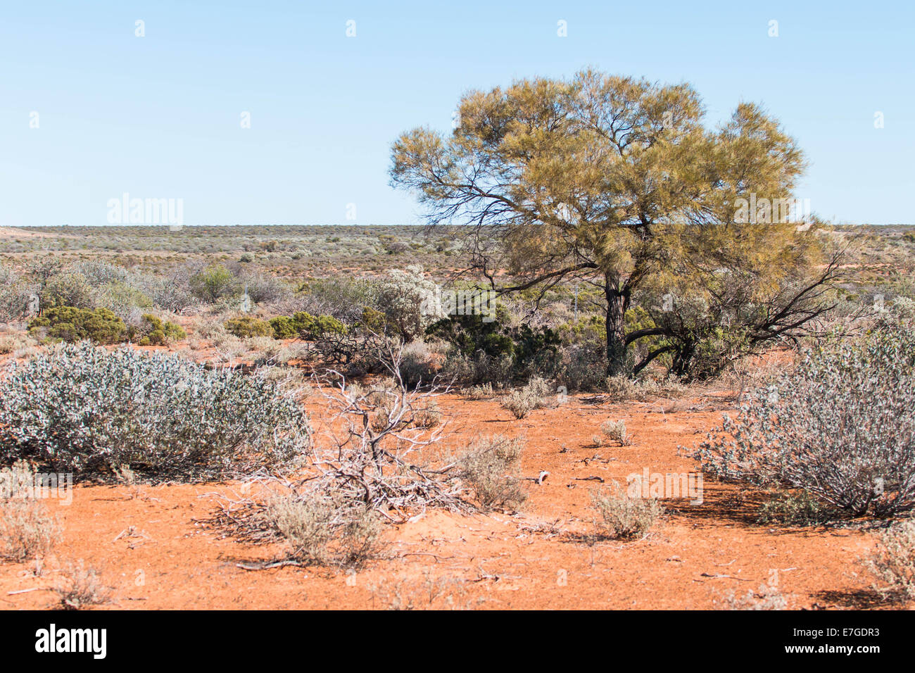 dry bushland in Western Australia Stock Photo - Alamy