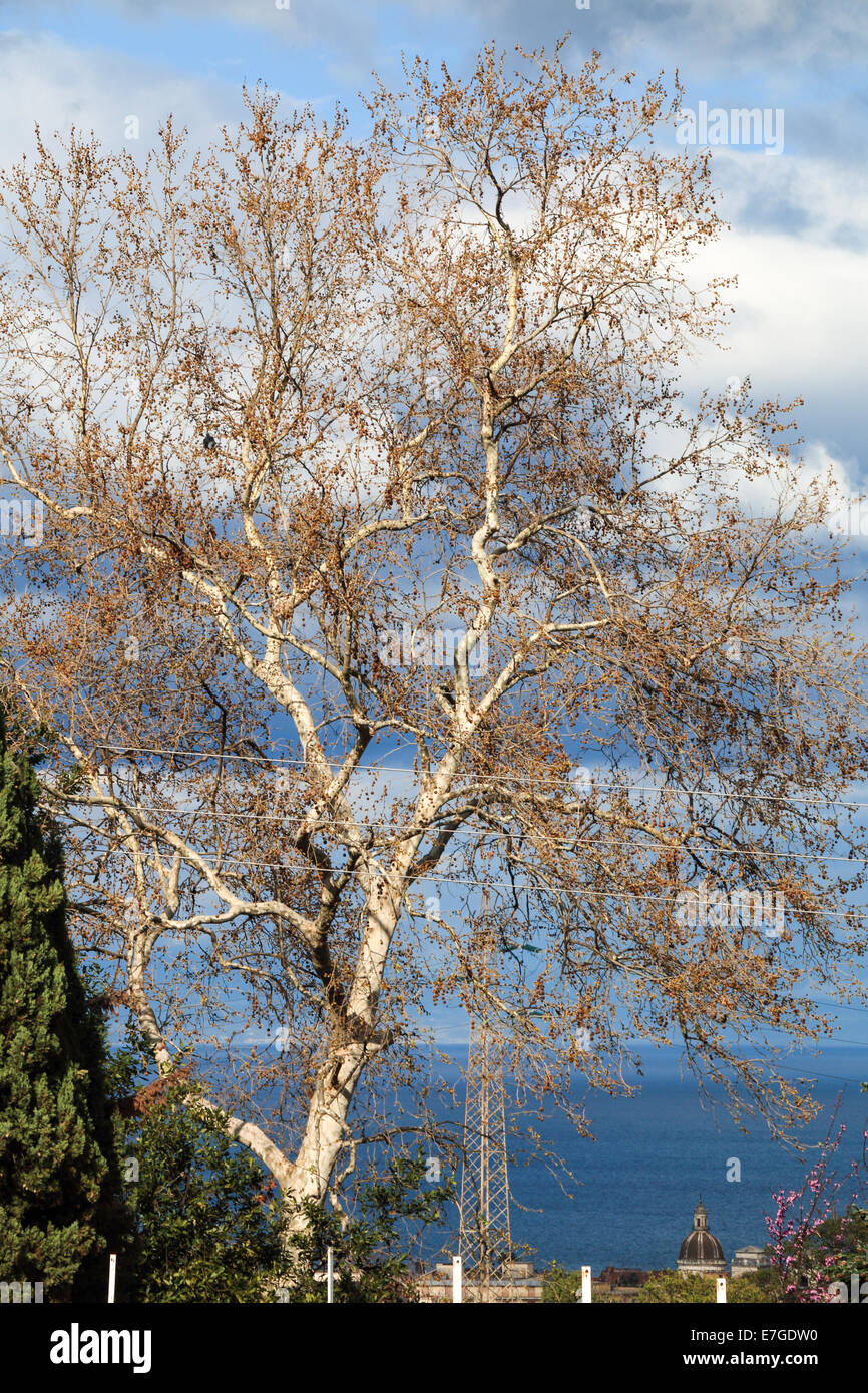 One big tree autumn hi-res stock photography and images - Alamy