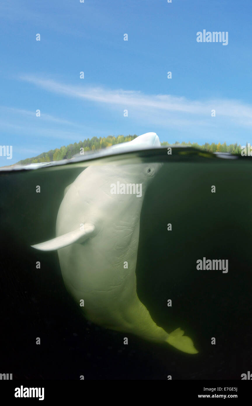 Underwater split level, Beluga whale or white whale (Delphinapterus ...