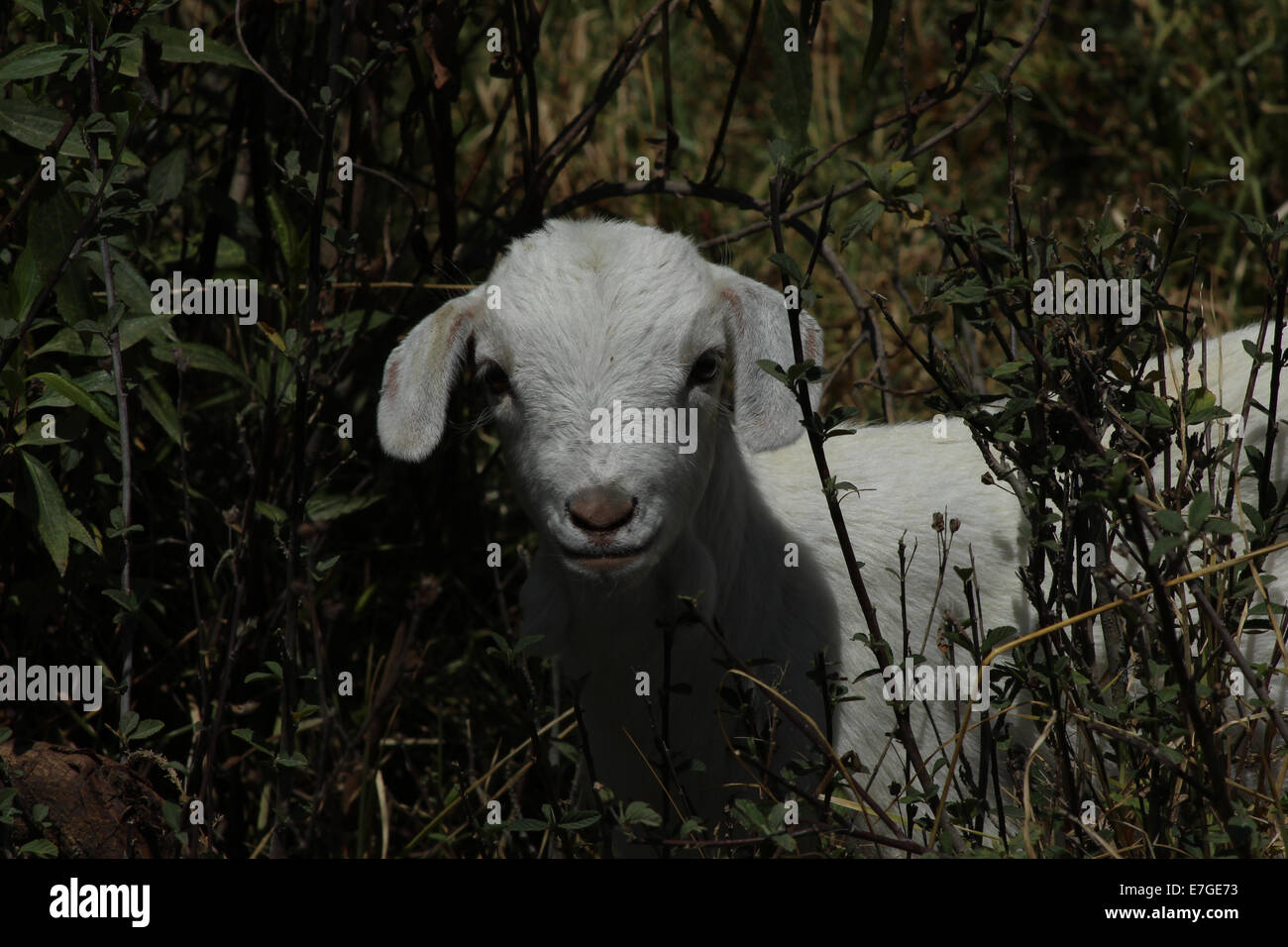 A goat in a farmers pasture in Cotacachi, Ecuador Stock Photo - Alamy