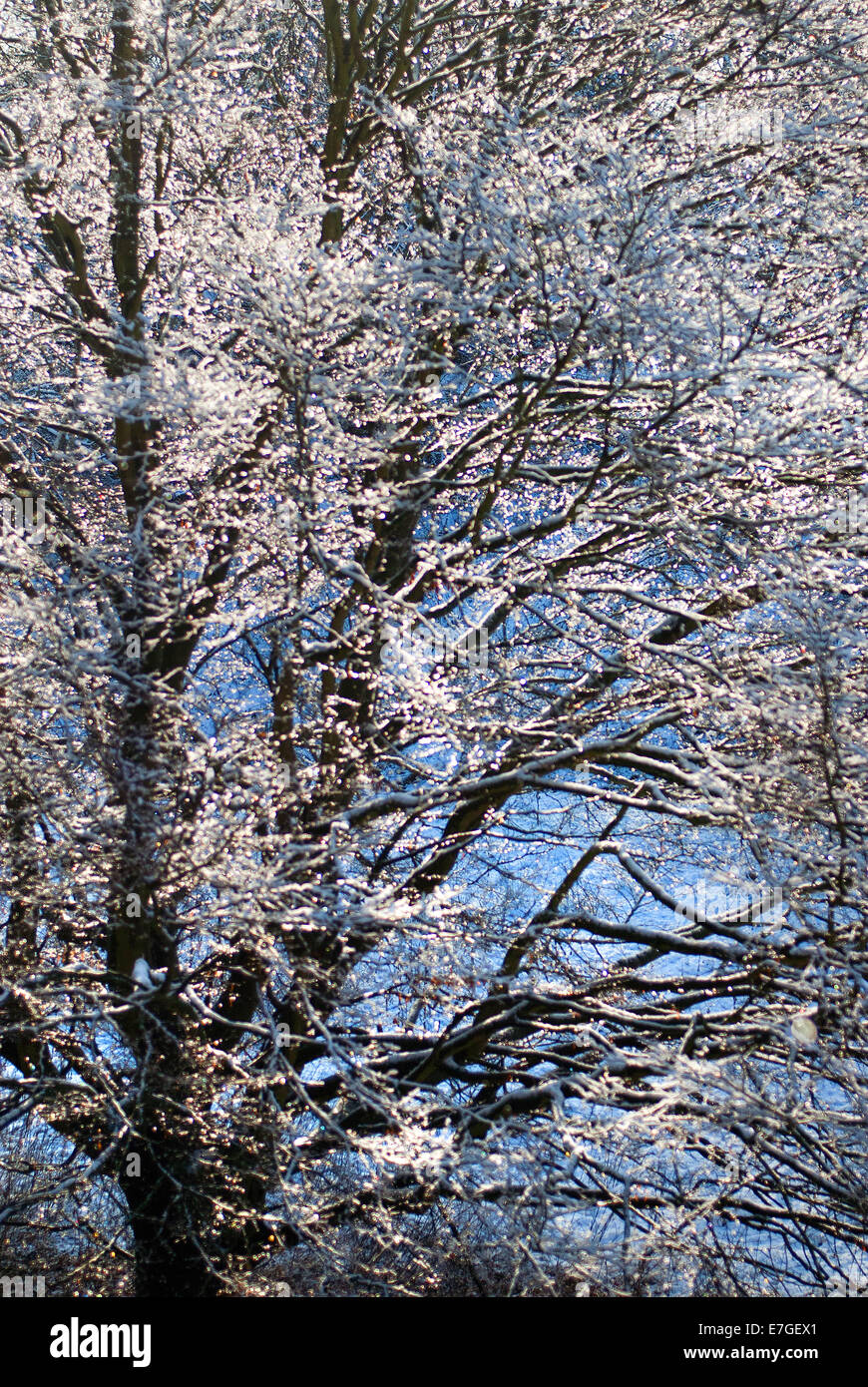 Snow covered tree Stock Photo - Alamy
