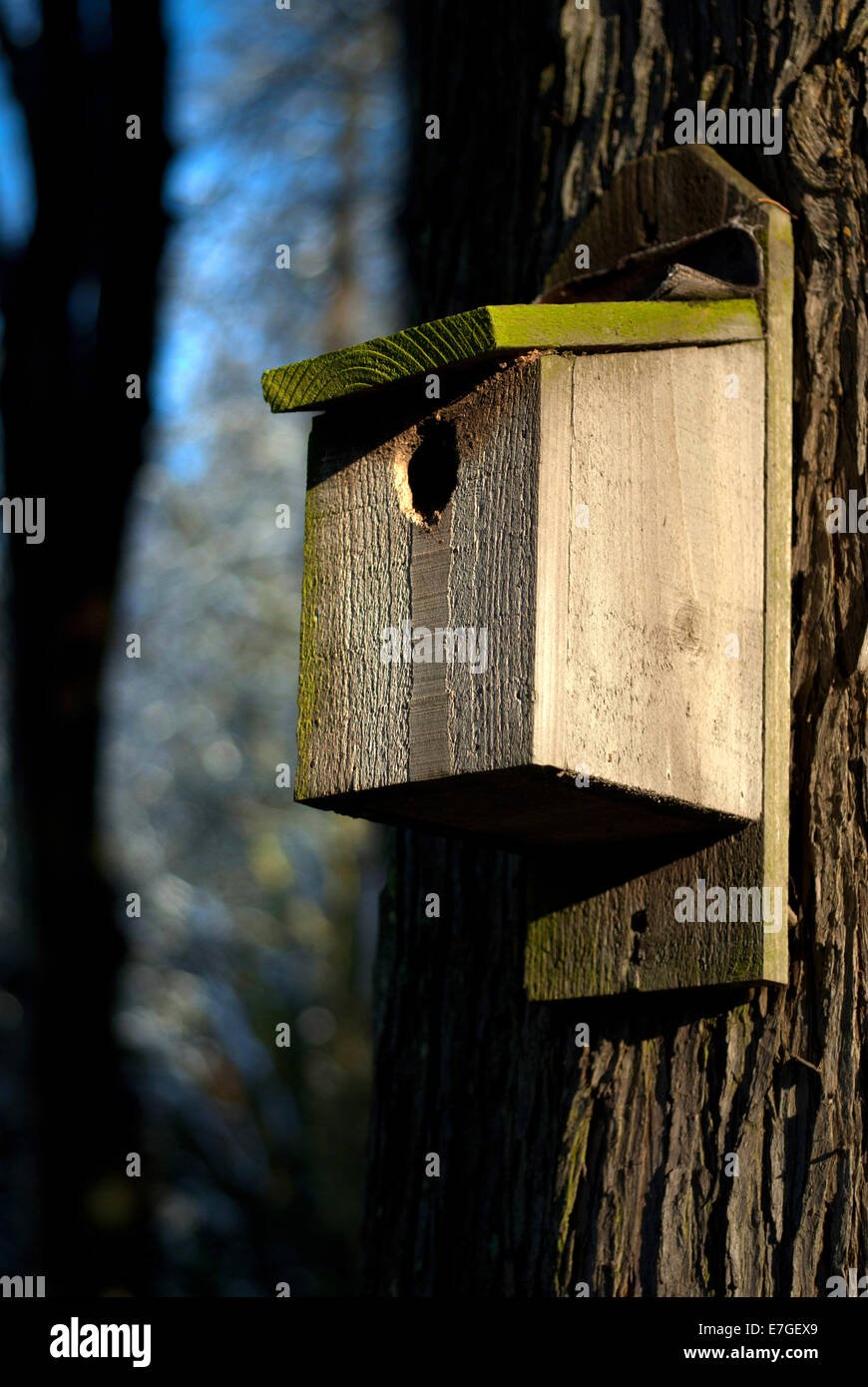Man made nest box hi-res stock photography and images - Alamy