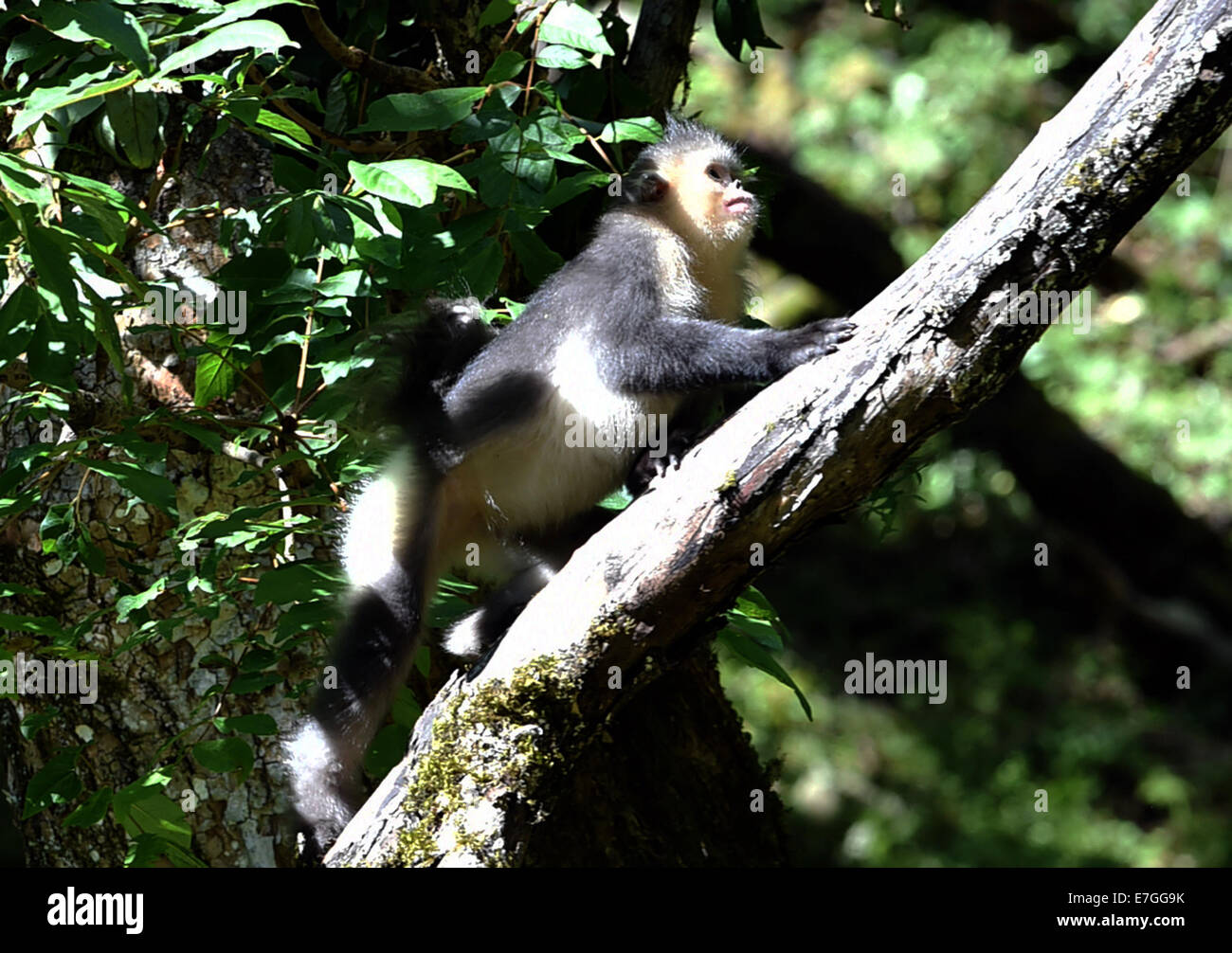 Dequn, Yunnan, China. 17th September, 2014. A black snub-nosed monkey ...