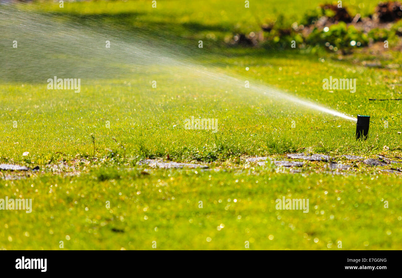 Gardening. Lawn sprinkler spraying water over green grass. Irrigation ...