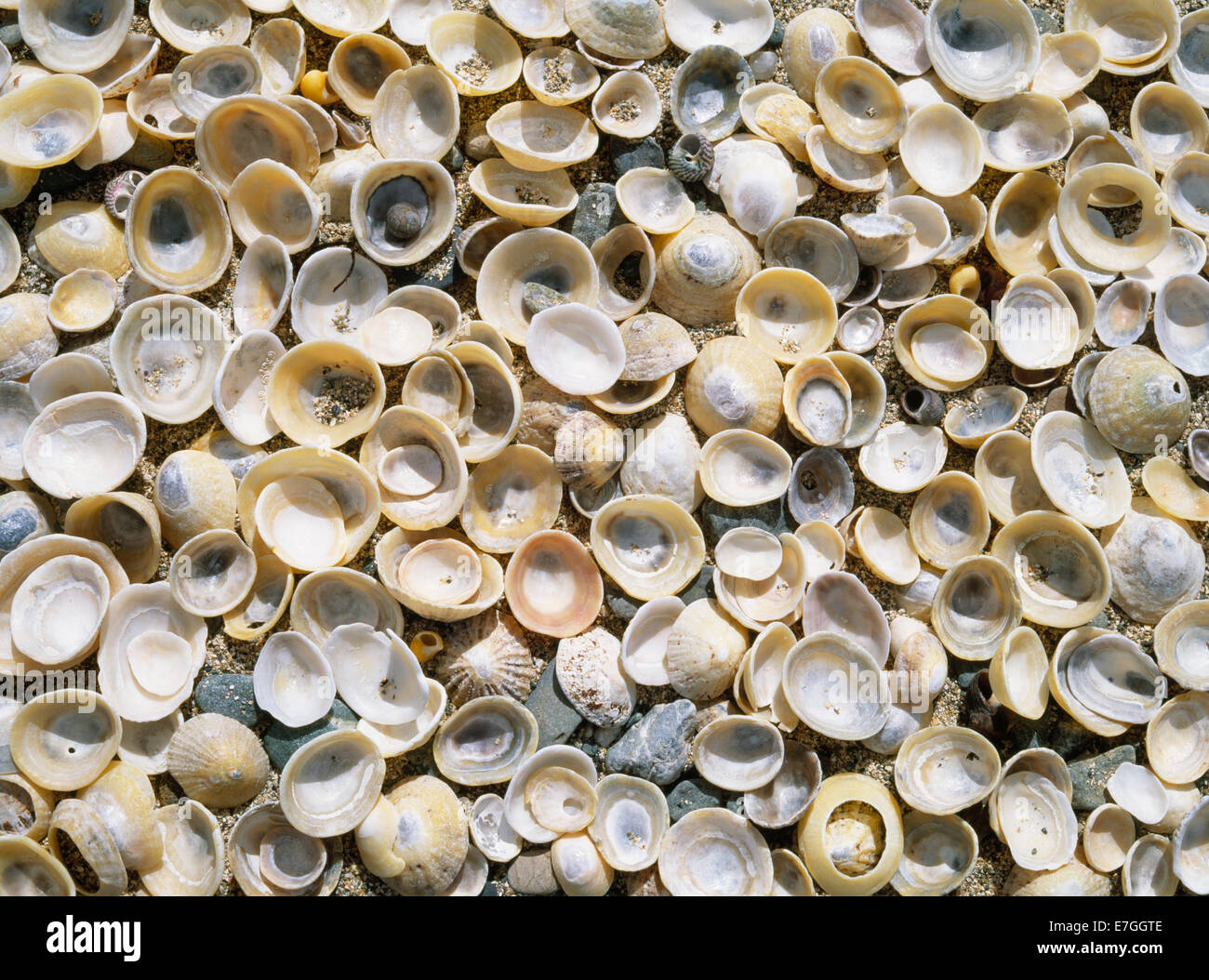 Limpet shells on sandy beach, Bardsey Island Stock Photo - Alamy