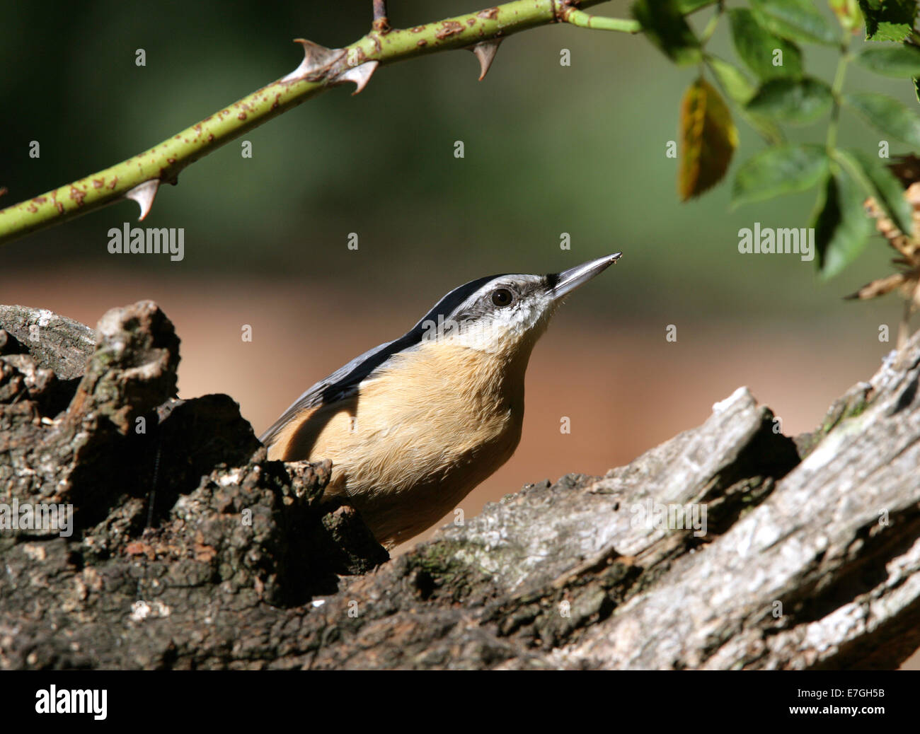 Portrait of a Nuthatch Stock Photo - Alamy