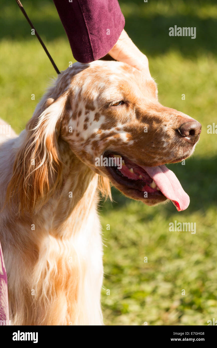 English Setter Dog in show ring looking forward head shot Stock Photo ...