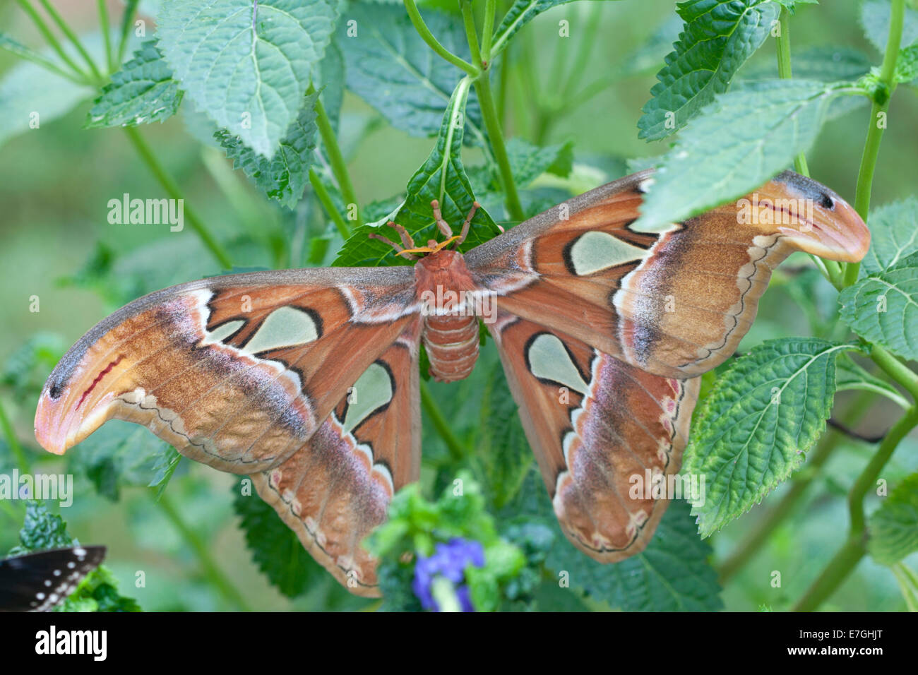 Atlas Moth (Attacus atlas Stock Photo - Alamy