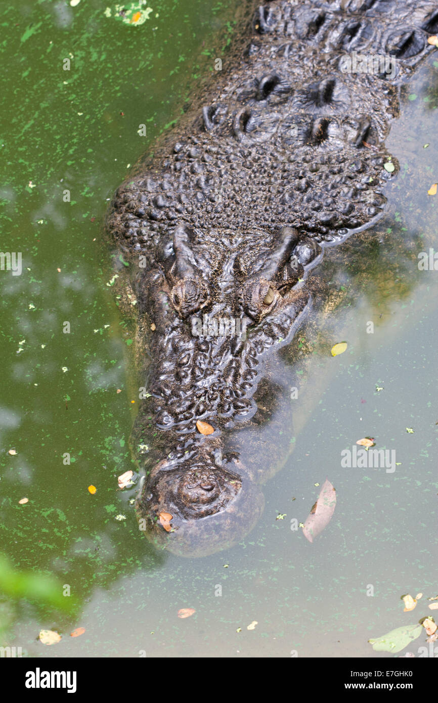 Indo pacific crocodile hi-res stock photography and images - Alamy