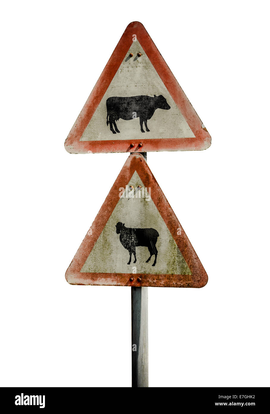 Road traffic sign warning sheep hi-res stock photography and images - Alamy