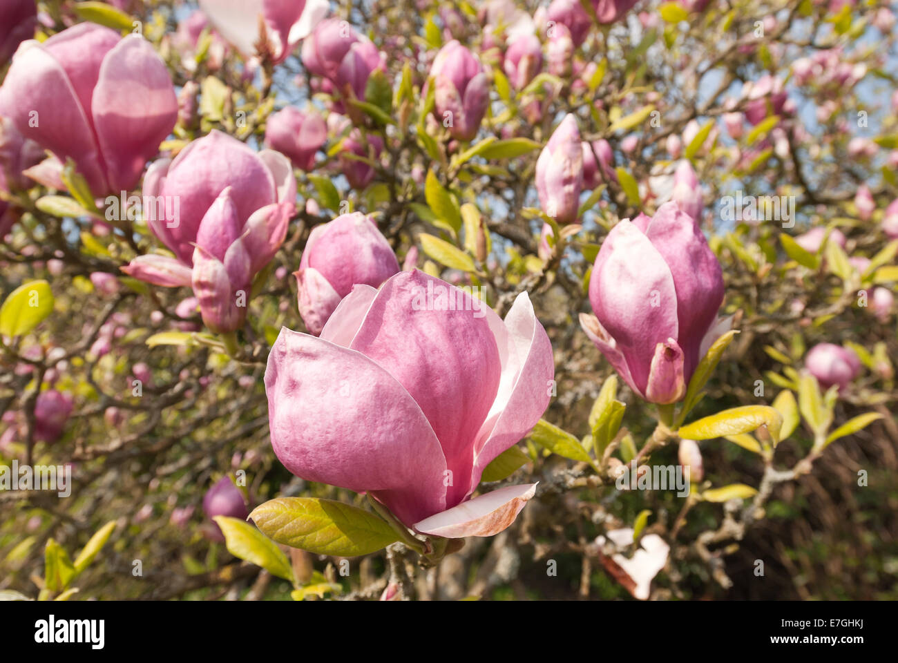 masses of flowers of saucer magnolia of white pink purple ready to open ...