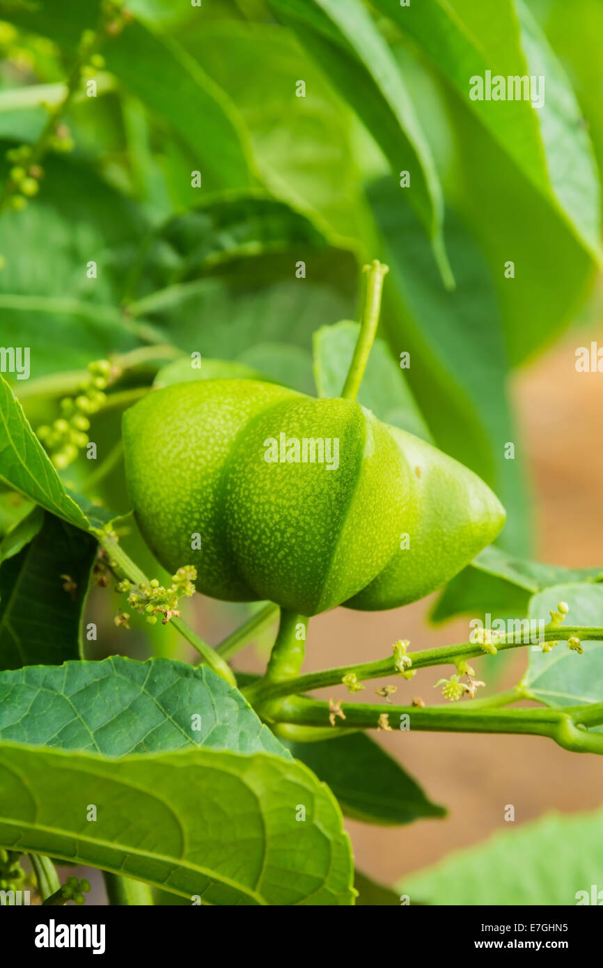 Sacha inchi plant hi-res stock photography and images - Alamy