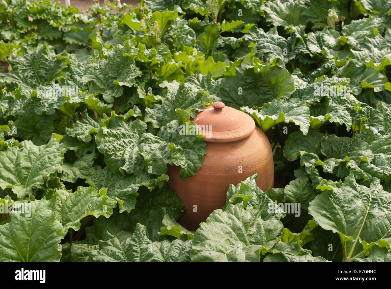 attractive large Victorian traditional style rhubarb forcer terracotta ...