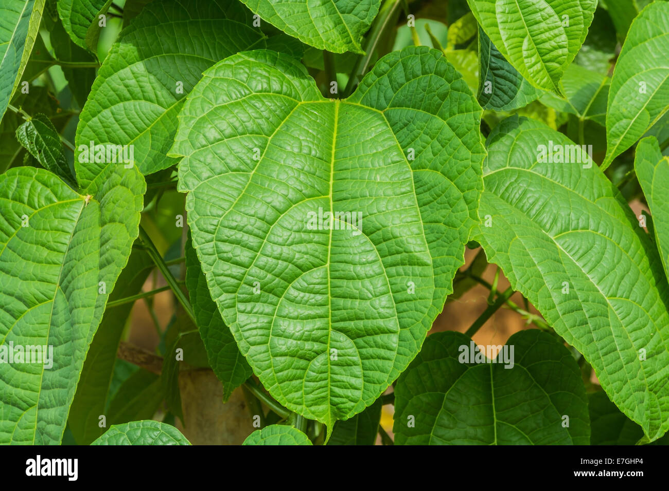 Sacha inchi plant hi-res stock photography and images - Alamy