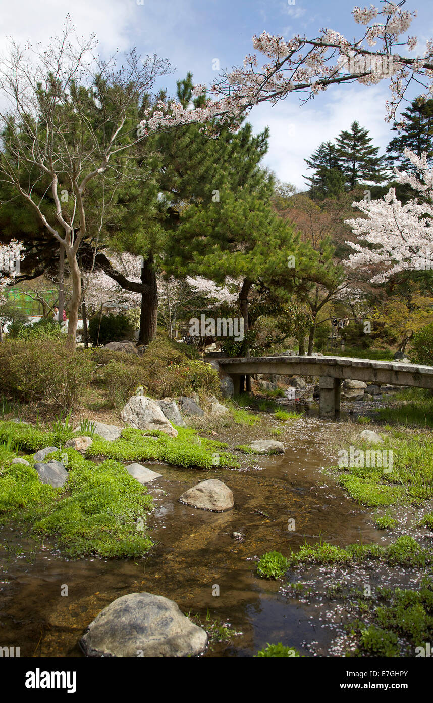 Japanese garden during cherry blossom season. Maruyama-koen park, Kyoto ...
