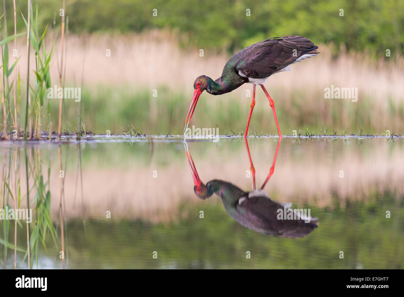 Stork wading and drinking hi-res stock photography and images - Alamy