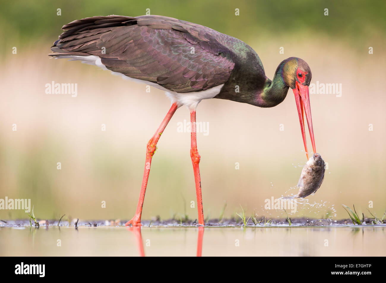 Black Stork (Ciconia nigra) catching a fish in early morning light ...