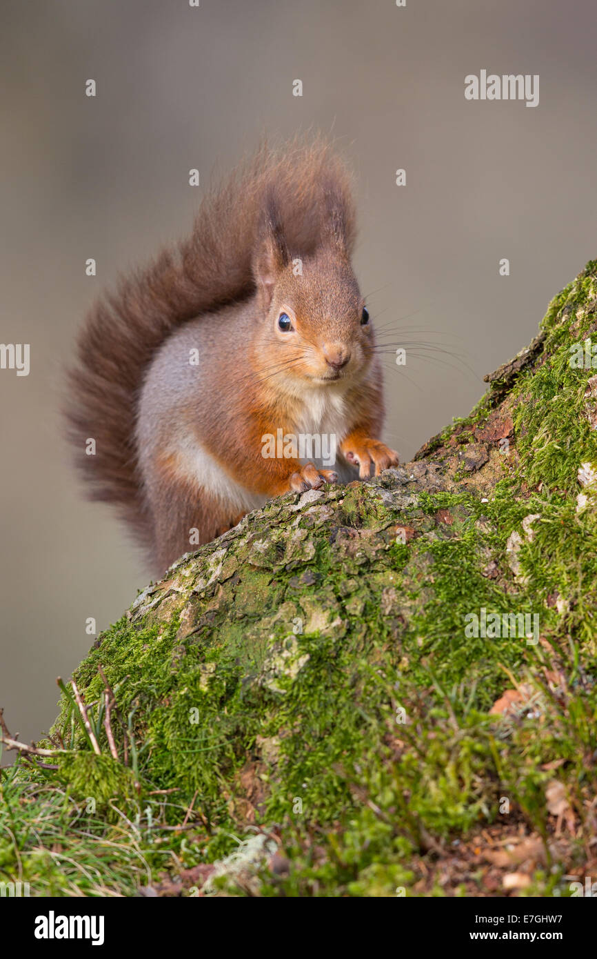 Eurasian red squirrel hi-res stock photography and images - Alamy