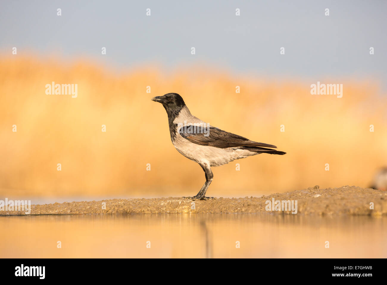 Golden crow hi-res stock photography and images - Alamy
