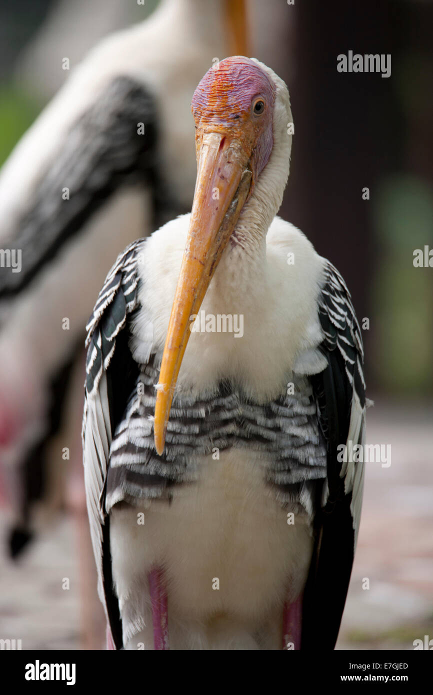 Yellow billed milky stork Mycteria ibis Stock Photo - Alamy