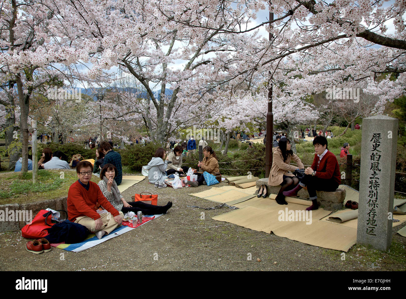 Japanese hanami picnic hi-res stock photography and images - Alamy