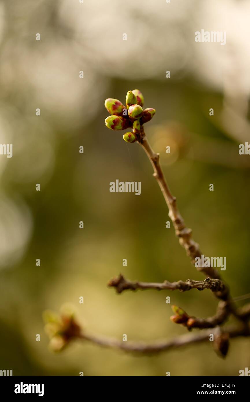 Closeup close up hi-res stock photography and images - Alamy