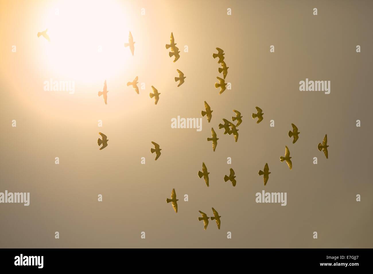 Heaven birds fly hi-res stock photography and images - Alamy