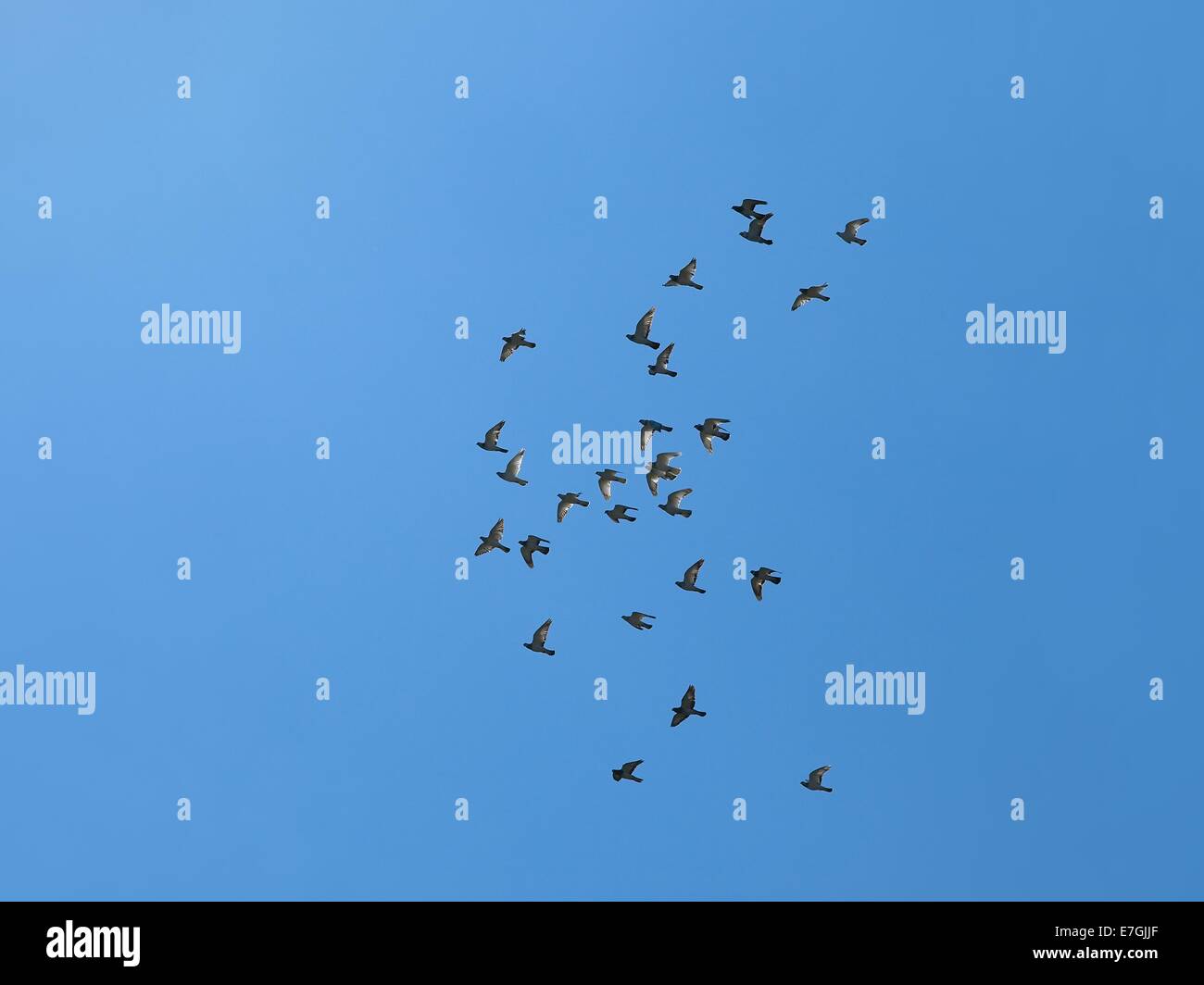Blue sky white cloud birds hi-res stock photography and images - Alamy
