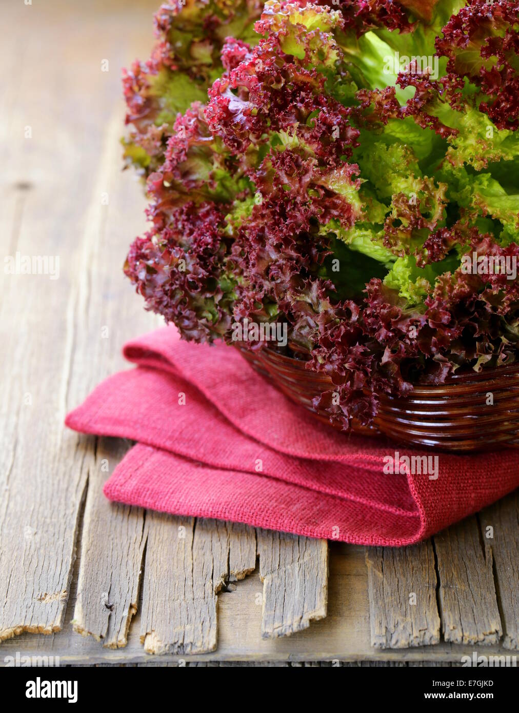 fresh organic purple lettuce (Lollo Rosso Stock Photo - Alamy