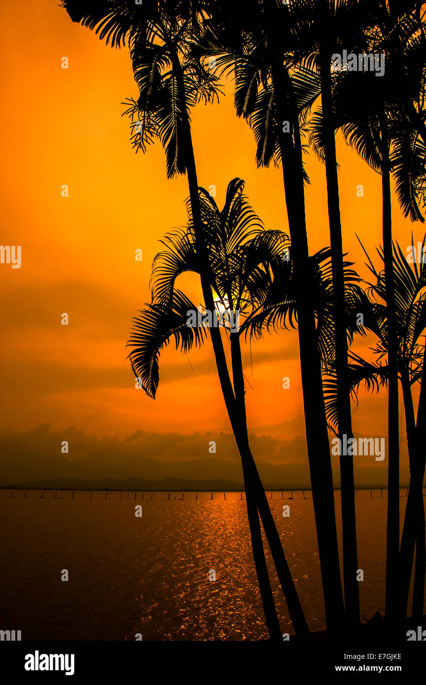 Magic sunrise silhouette palm tree hi-res stock photography and images ...
