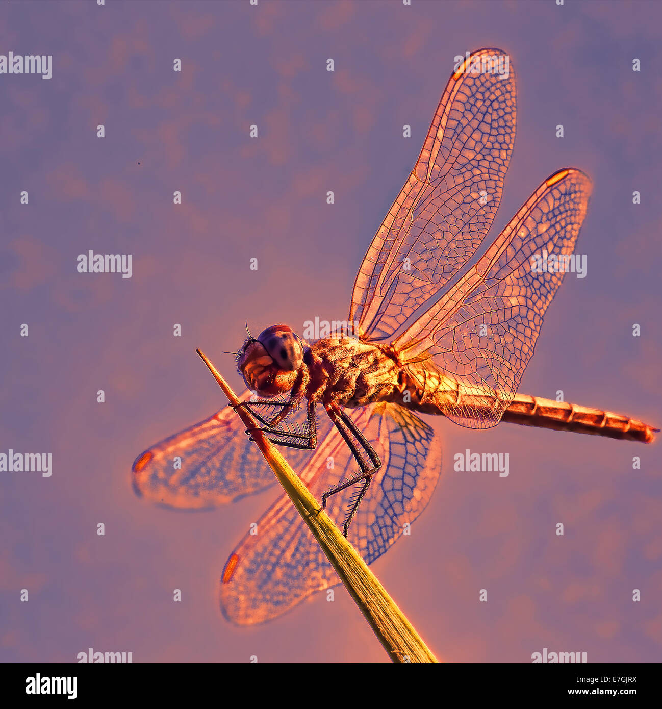 Dragonfly diet hi-res stock photography and images - Alamy