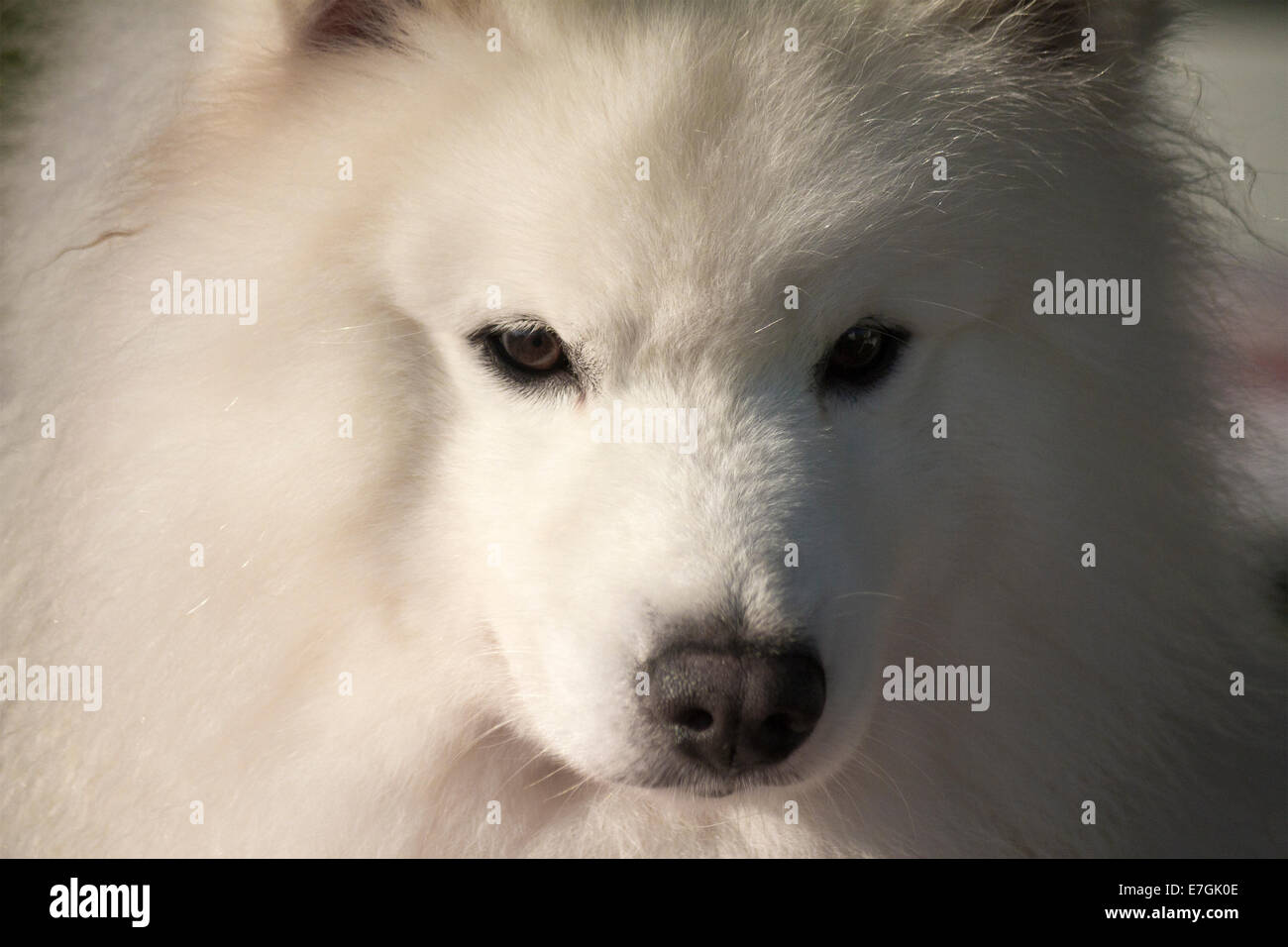 Samoyed face hi-res stock photography and images - Alamy