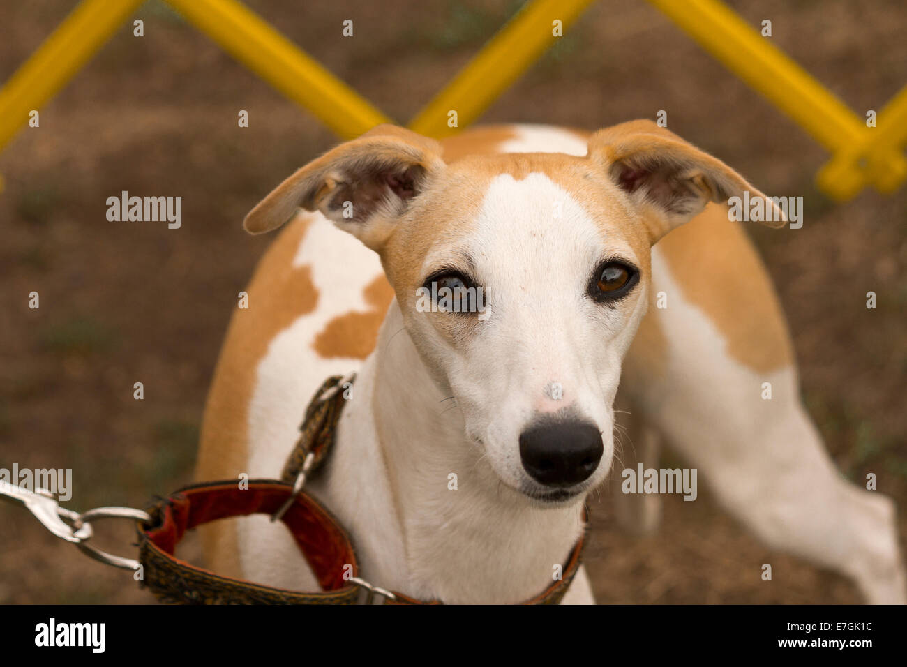 Dog staring at the camera hi-res stock photography and images - Alamy