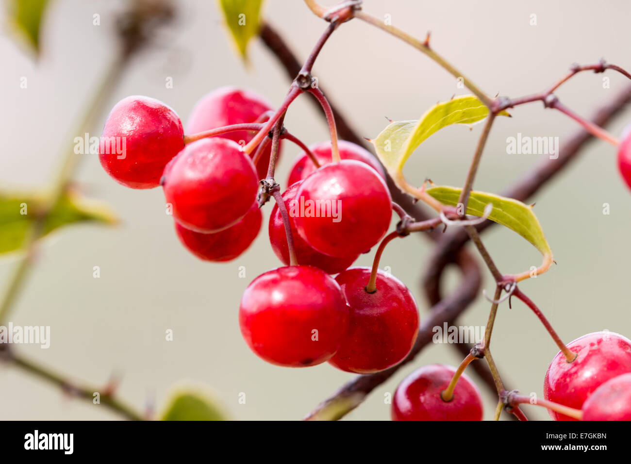 Ruby grapes hi-res stock photography and images - Alamy