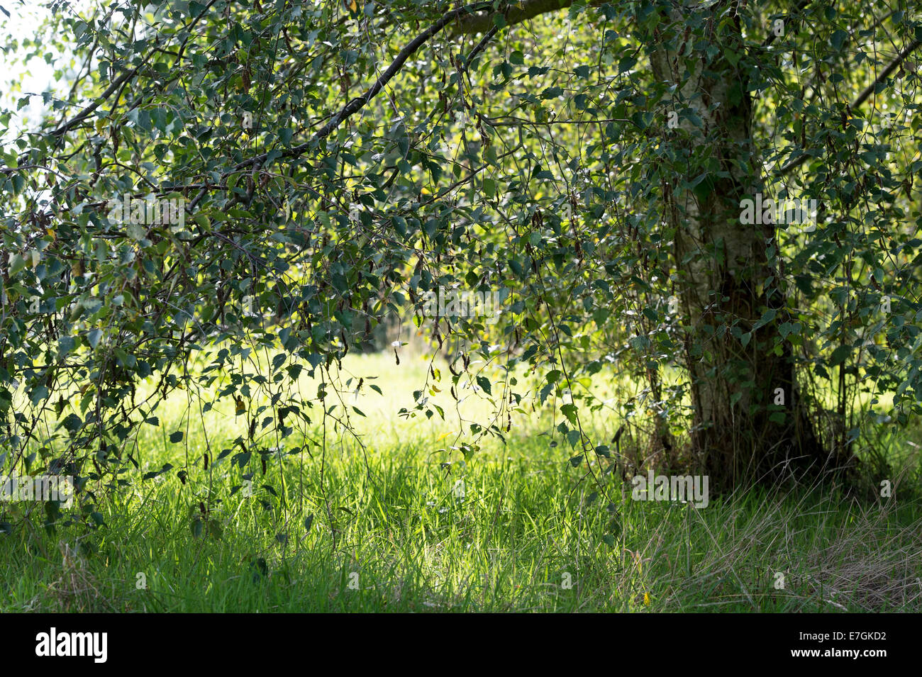 Silver birch tree summer hi-res stock photography and images - Alamy