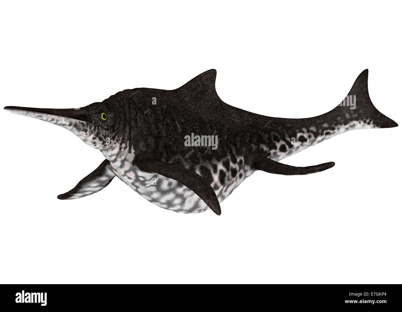 3D digital render of an ichthyosaur shonisaurus isolated on white ...