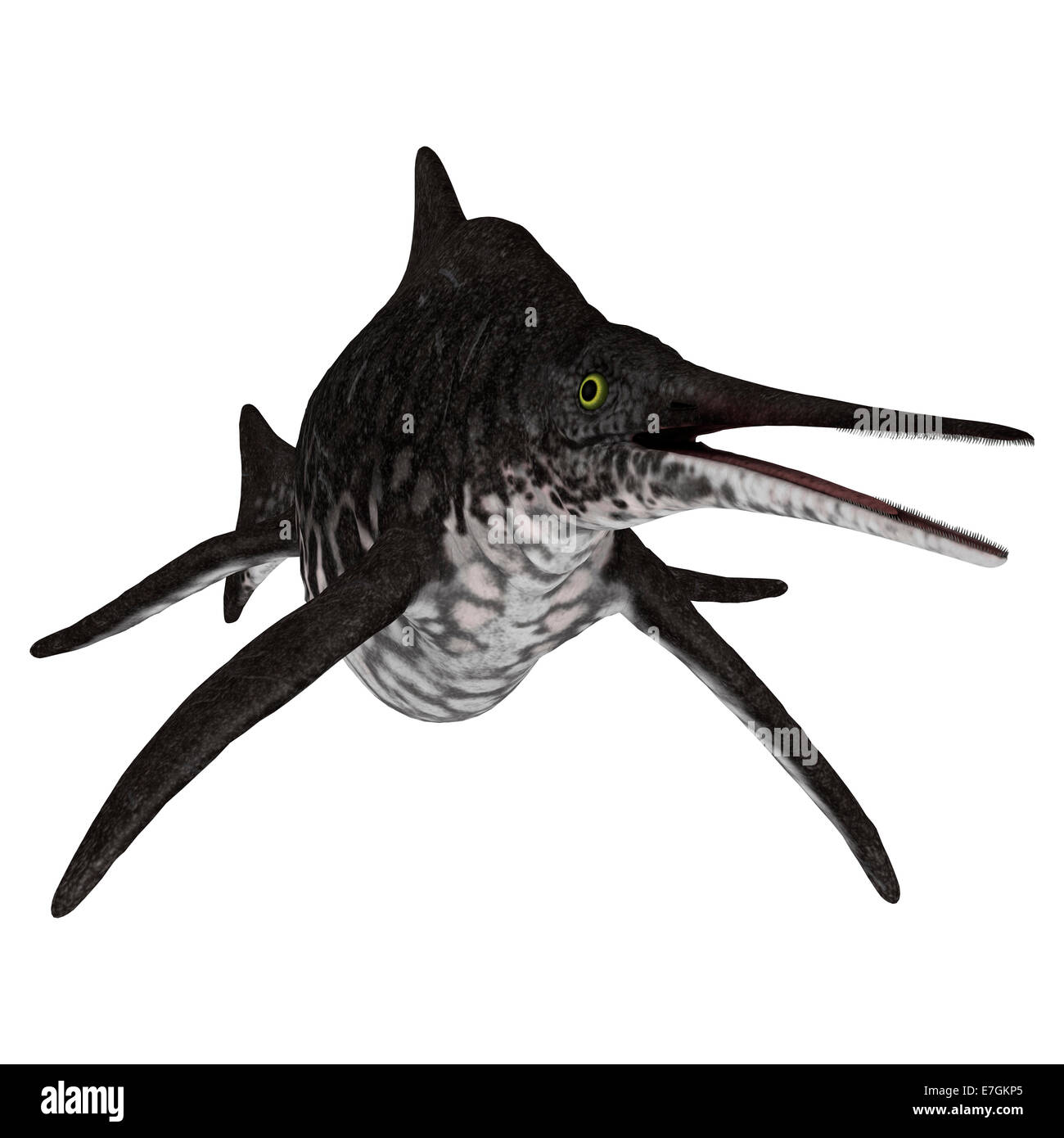 3D digital render of an ichthyosaur shonisaurus isolated on white ...