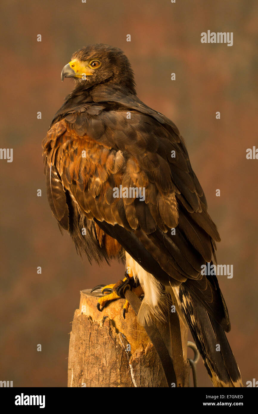 Harris hawk perched hi-res stock photography and images - Alamy