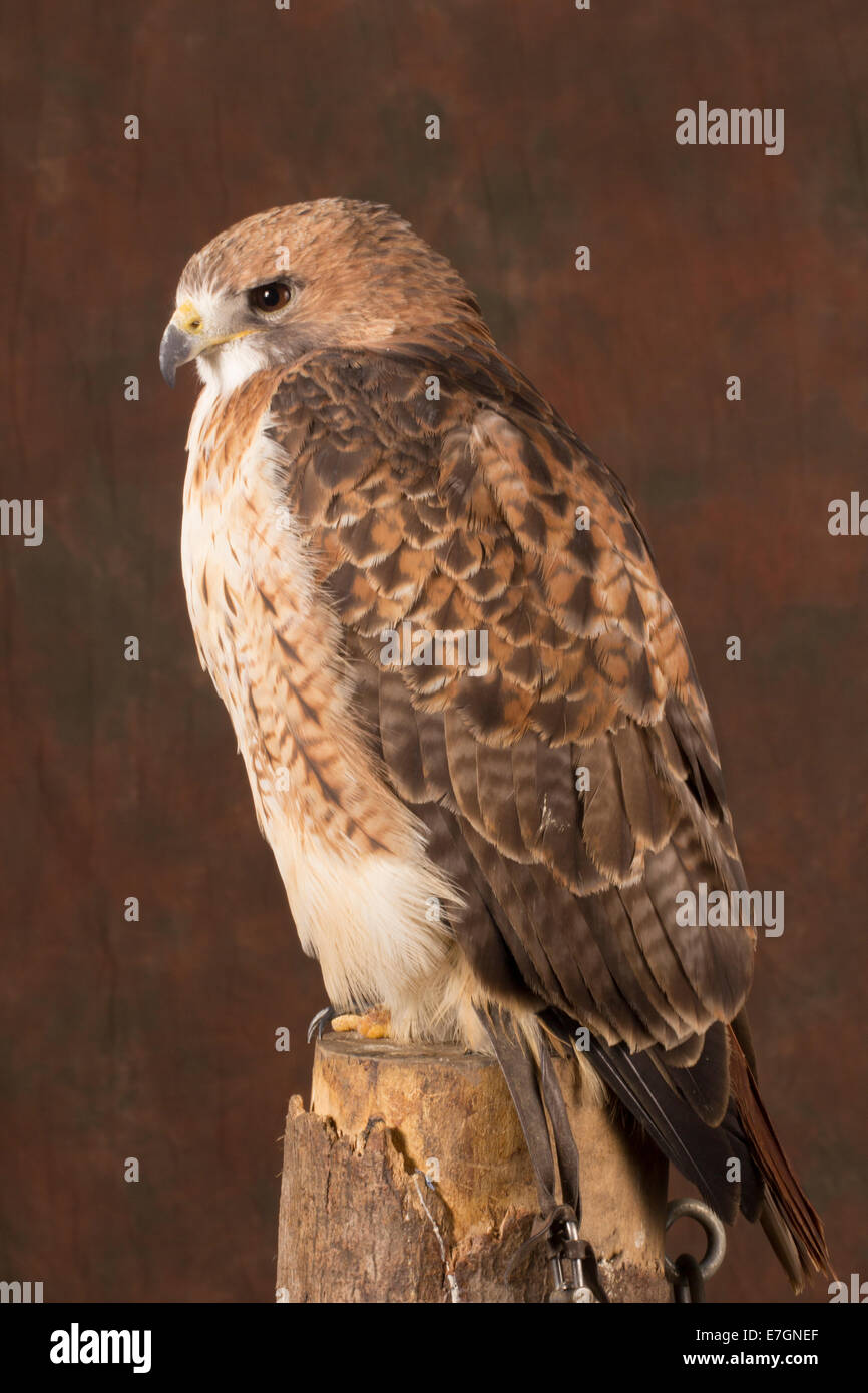 Red Tailed Buzzard Stock Photo - Alamy