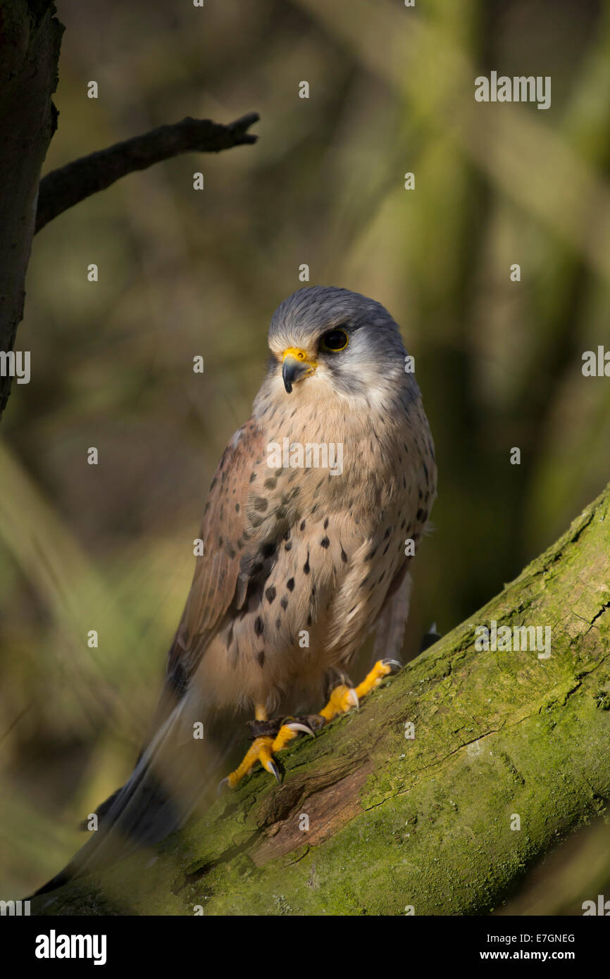 Kestral hi-res stock photography and images - Alamy