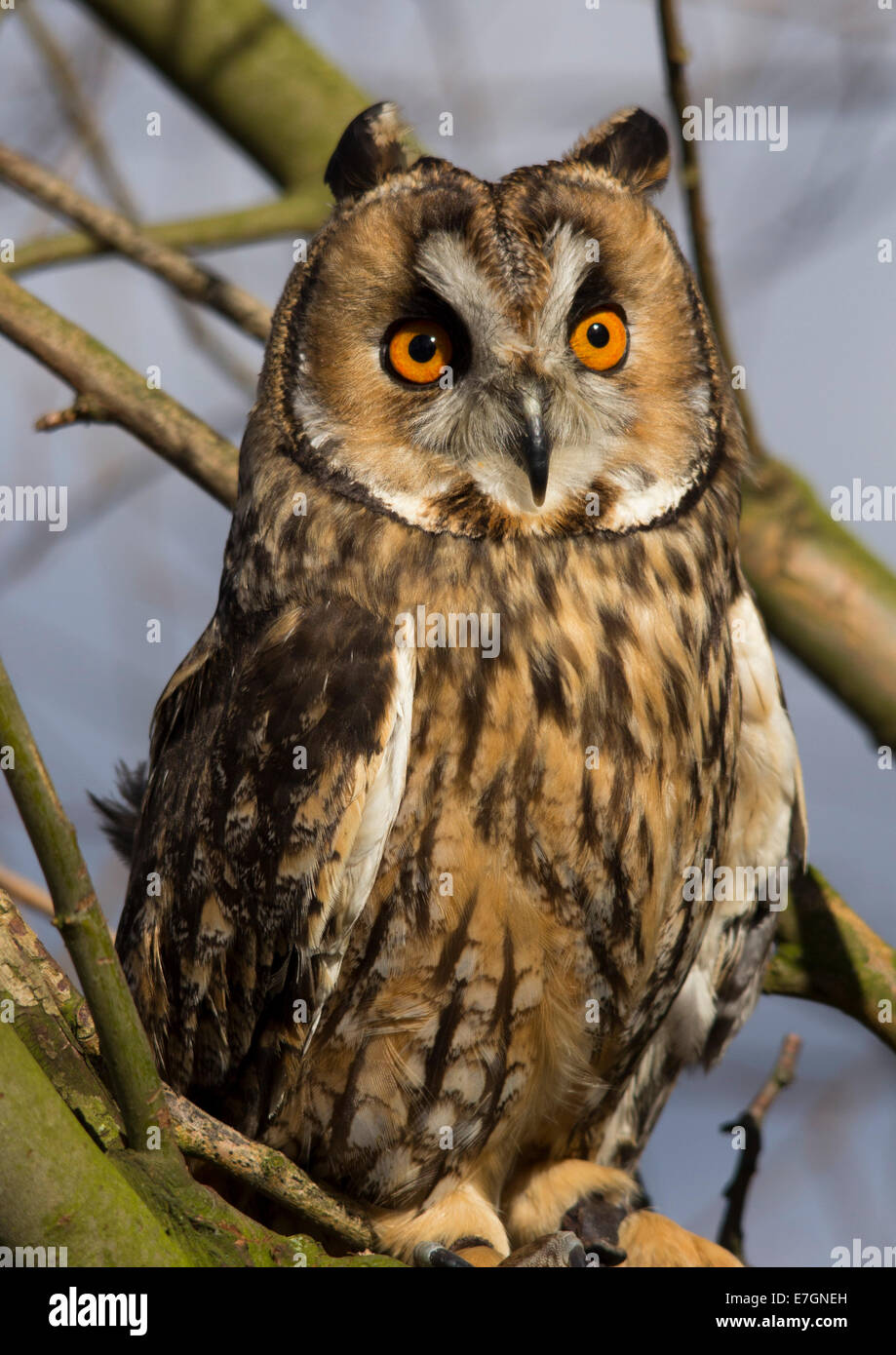Owl in Tree Stock Photo - Alamy