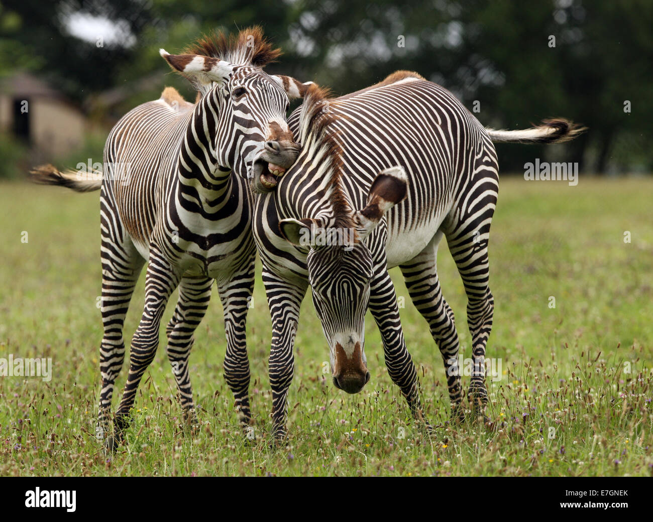 Africa Zebra Jump High Resolution Stock Photography and Images - Alamy