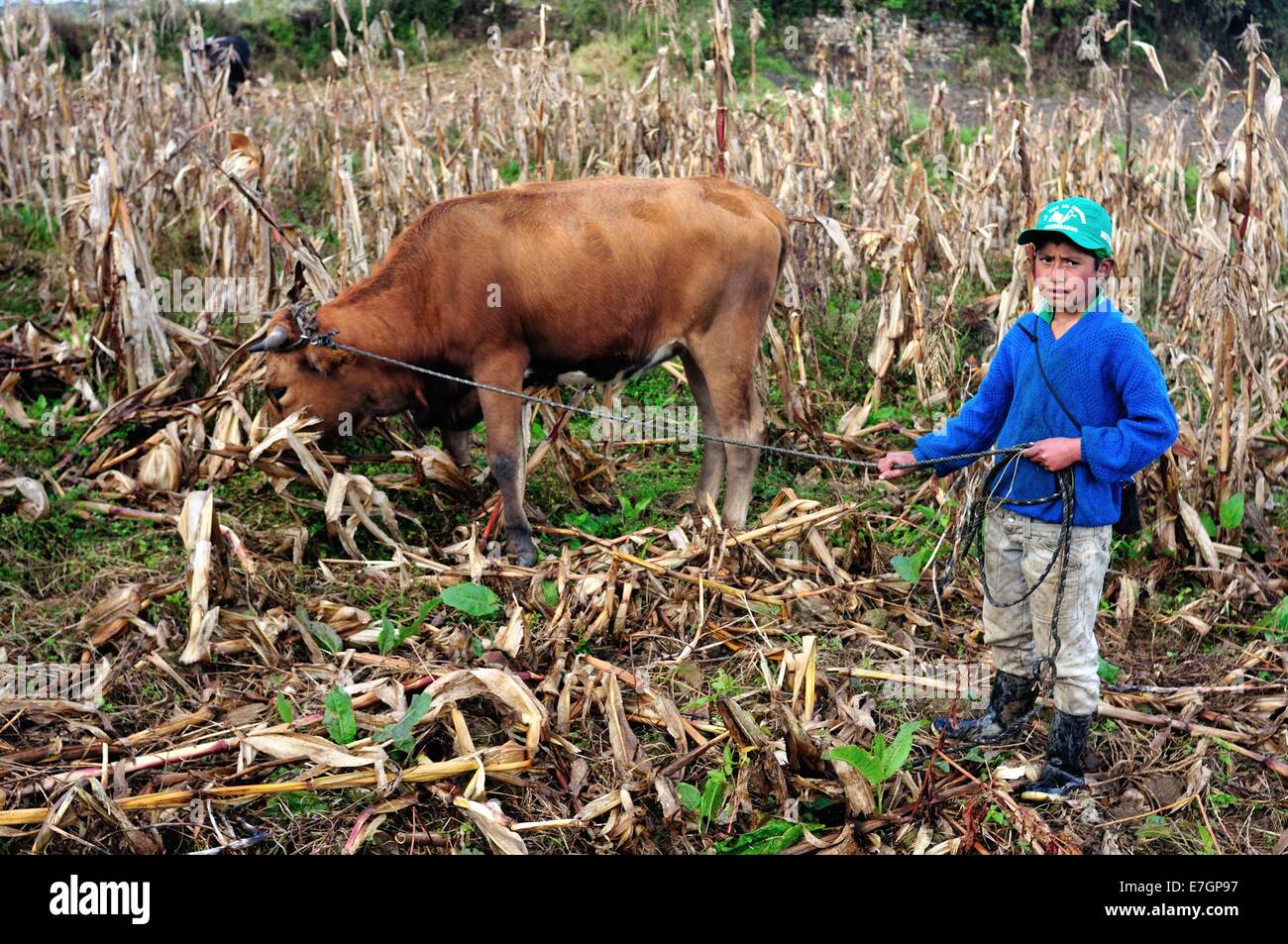 Cattle eating corn hi-res stock photography and images - Alamy