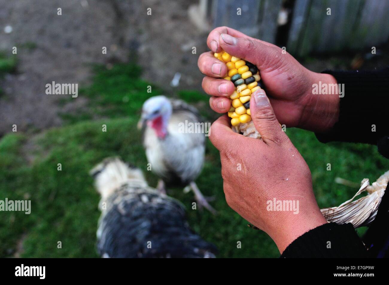Turkey eating corn grains in Cruzpata - CHACHAPOYAS . Department of ...